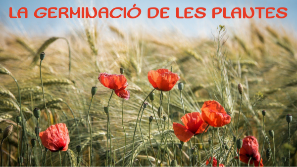 LA GERMINACIÓ DE LES PLANTES | Genially