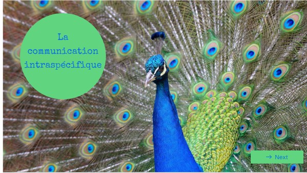 Communication intraspécifique | Genially