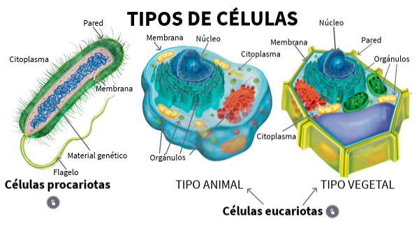 TIPOS DE CÉLULAS | Genially