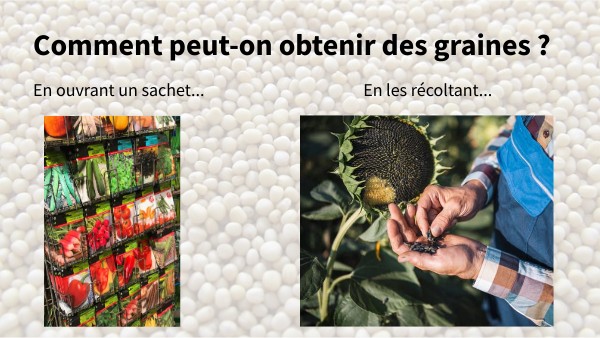 formation graine 2024