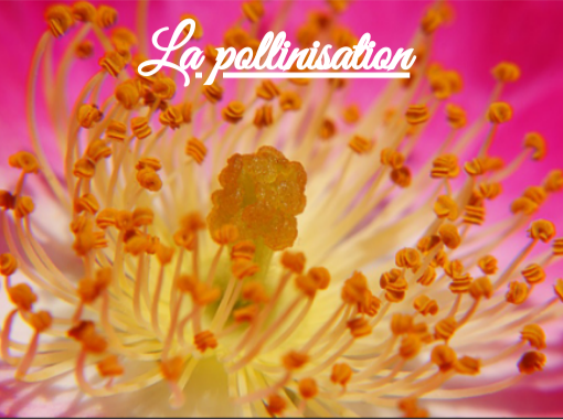 La pollinsation- Florence | Genially