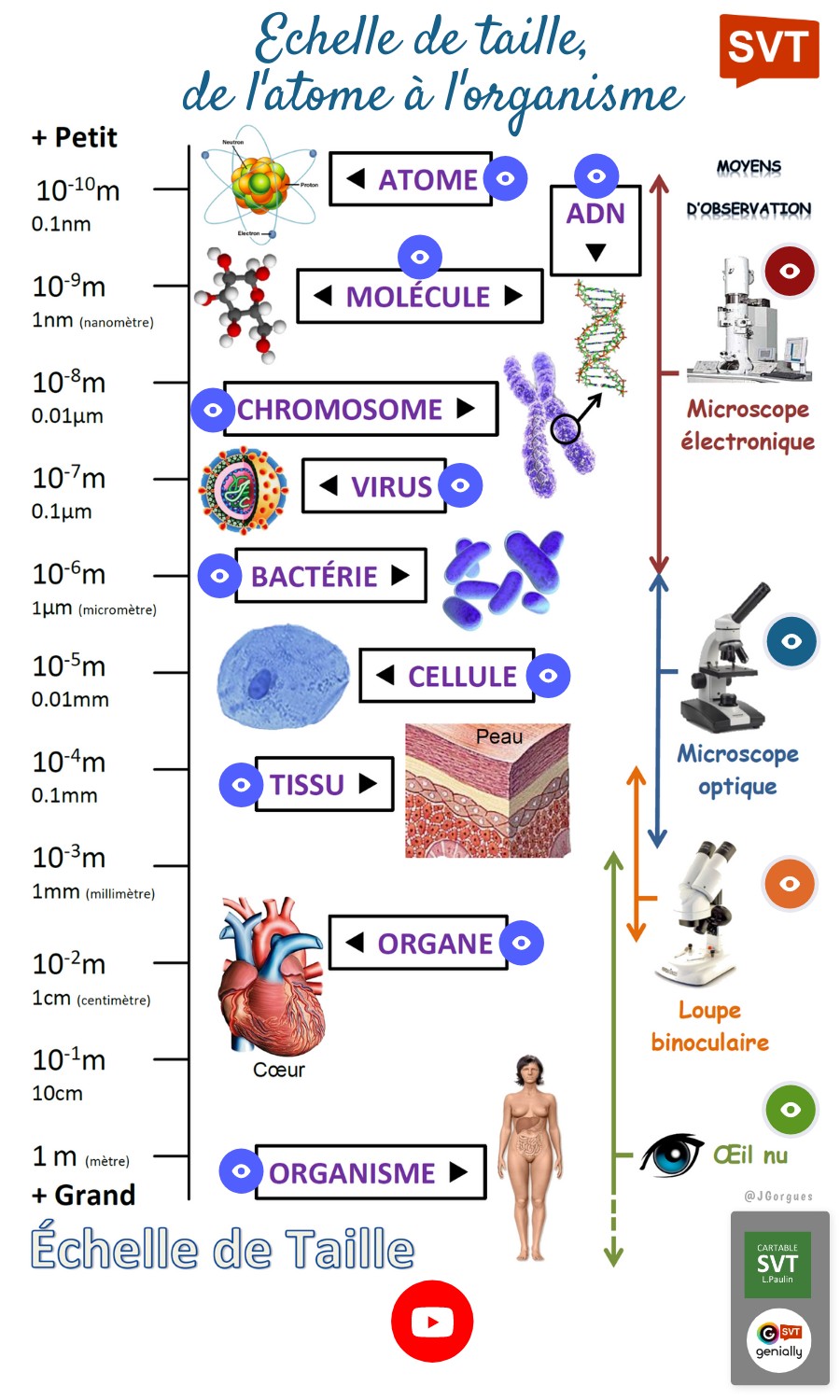 Echelle de taille, de l'atome à l'organisme | Genially