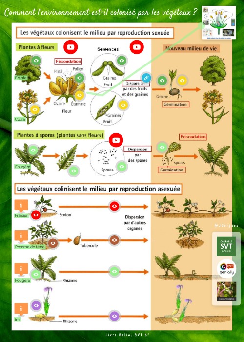 Reproduction des végétaux | Genially