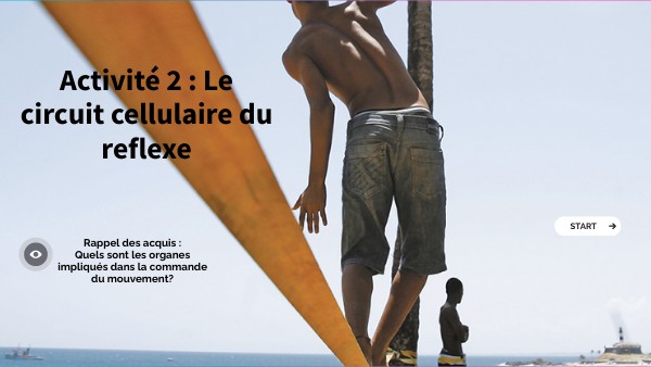 Le circuit cellulaire du reflexe | Genially