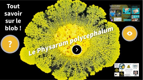 Tout savoir sur le blob