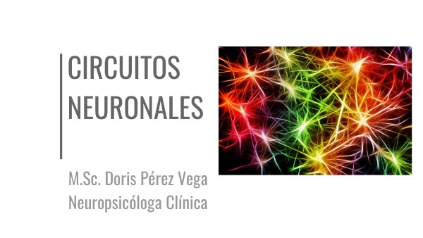 DP circuitos neuronales