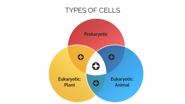 Cells comparison | Genially