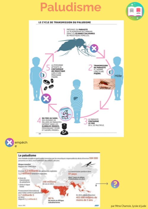 Paludisme | Genially