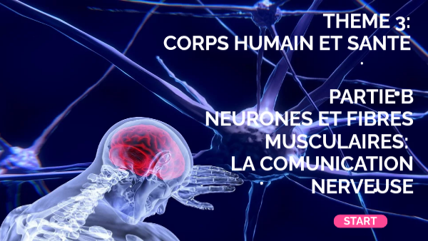 THEME 3 PARTIE B SYSTEME NERVEUX | Genially