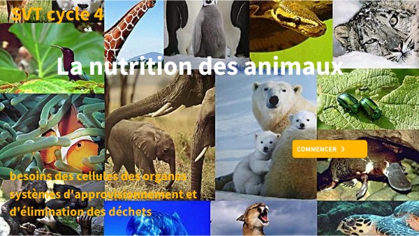 nutrition des animaux | Genially