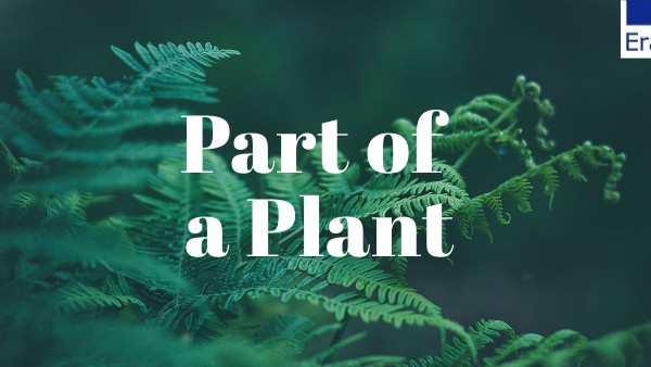 Part of a Plant