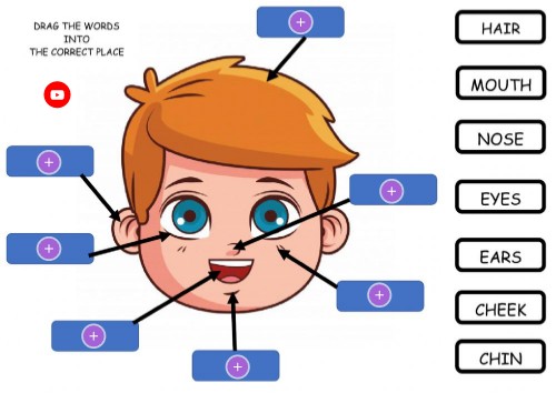Parts of the face | Genially