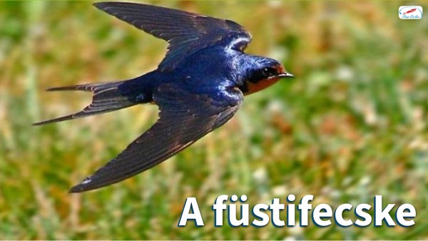 A füstifecske (3. osztály) | Genially