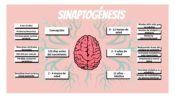 Cuadro - Sinaptogénesis | Genially