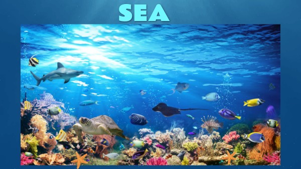 sea animals