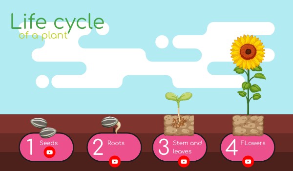 Life cycle of a plant | Genially