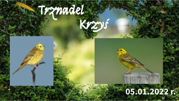 Trznadel Krzyś | Genially