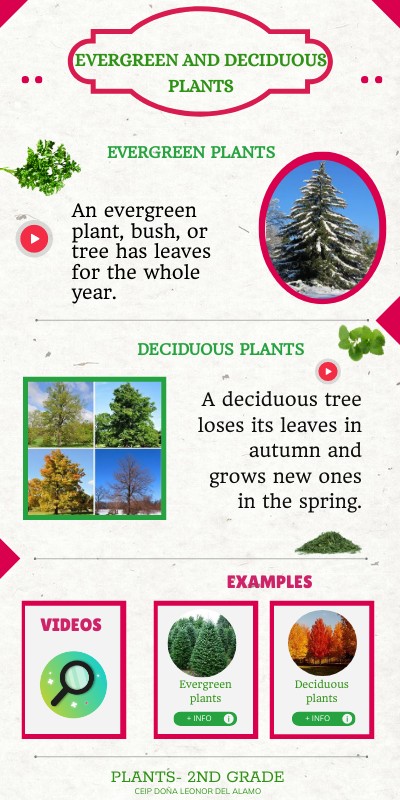 EVERGREEN AND DECIDUOUS 2º