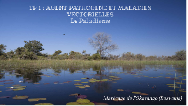 TP1 Paludisme | Genially