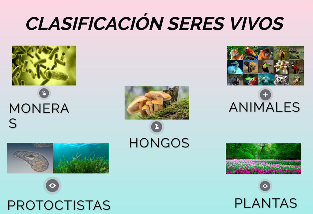 Clasificacion De Los Seres Vivos Animales