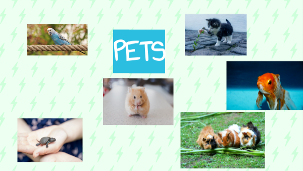 Where do you keep your pets'