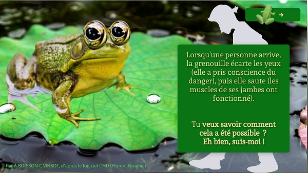 La commande nerveuse 4ème | Genially