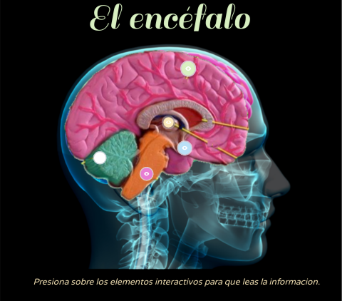 El encéfalo | Genially
