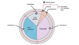 Cell cycle | Genially