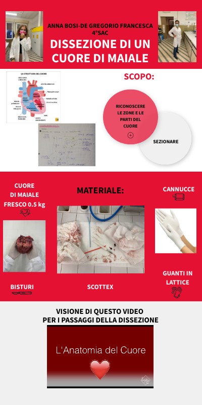 RELAZIONE ANATOMIA DEL CUORE | Genially