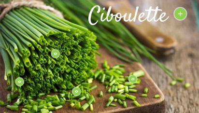 CIBOULETTE