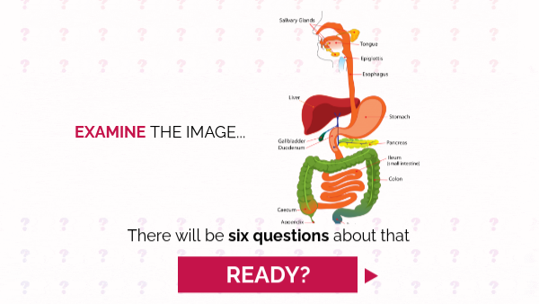 The Digestive System | Genially