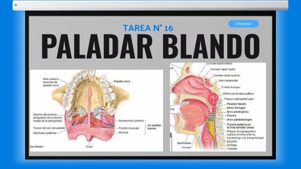 Paladar blando | Genially