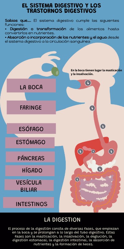 DIGESTIVE VERTICAL INFO