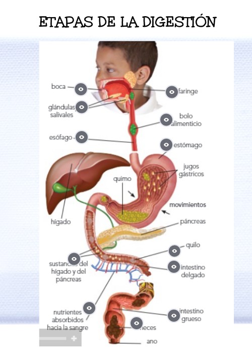 ETAPAS DE LA DIGESTIÓN | Genially