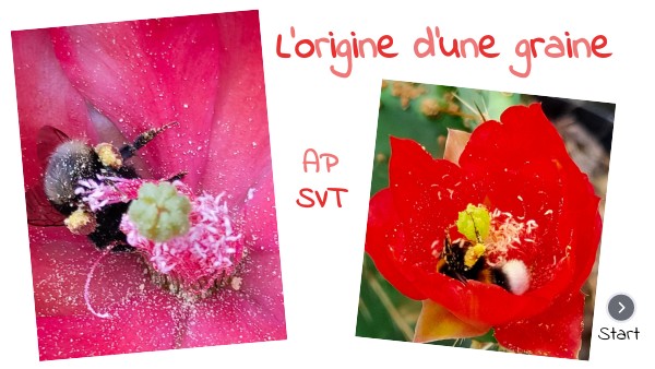 L'origine d'une graine | Genially