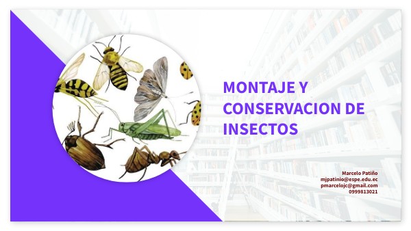 (CLASE 16) Montaje y conservación de insectos | Genially