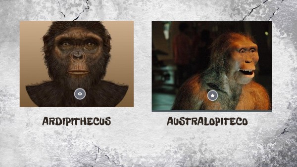 ARDIPITHECUS E AUSTRALOPITECO