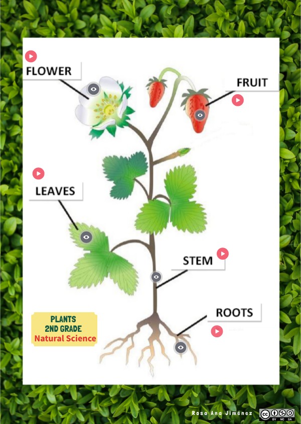 PARTS OF THE PLANT 2º info | Genially