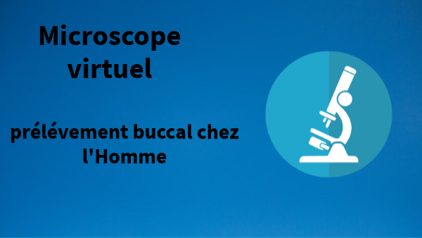 Microscope virtuel cellules buccales | Genially
