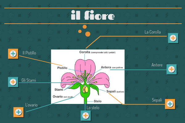 IL FIORE | Genially