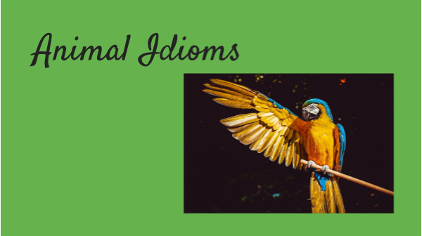 Animal idioms | Genially