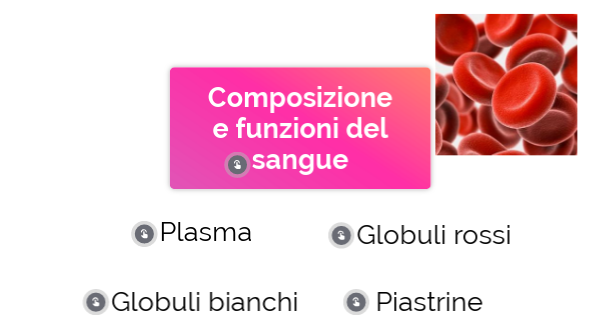 Composizione e funzioni del sangue