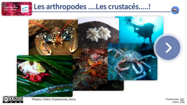 Les arthropodes (les Crustacés) | Genially