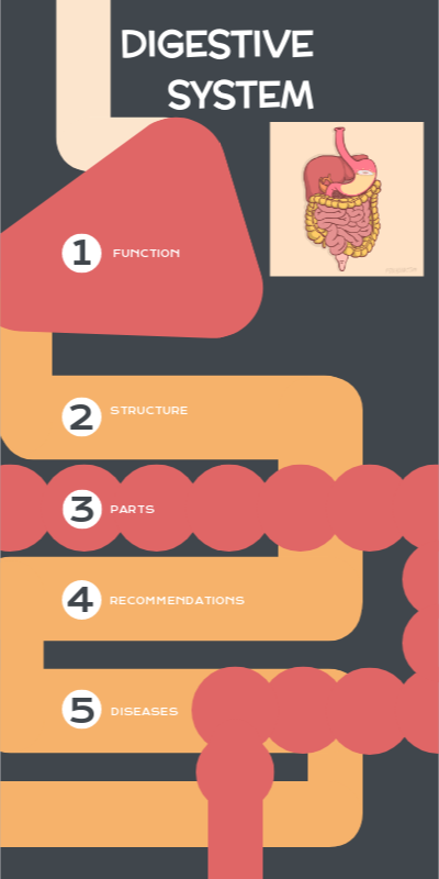 DIGESTIVE SYSTEM | Genially