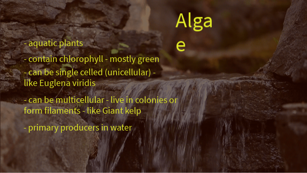 Algae | Genially