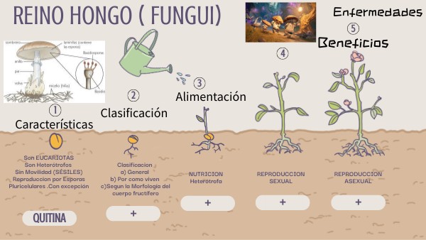 reino hongo | Genially