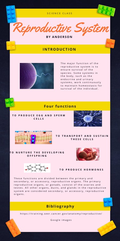 Reproductive System | Genially