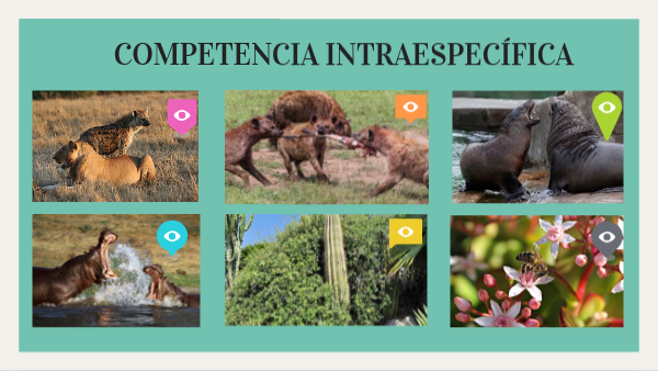 Tipos de competencias | Genially