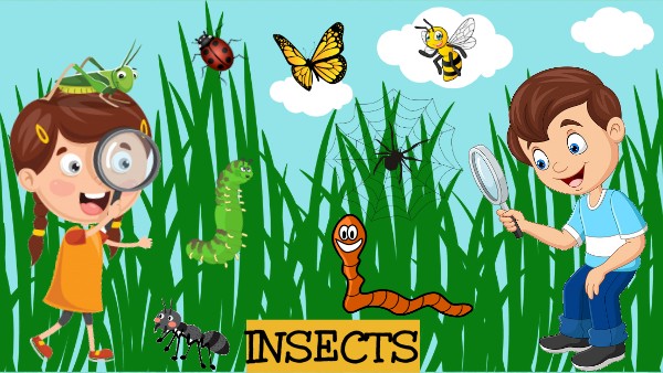 INSECTS II | Genially
