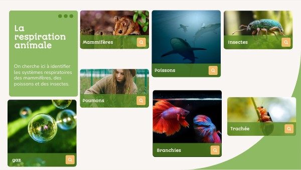 RESPIRATION ANIMALE | Genially